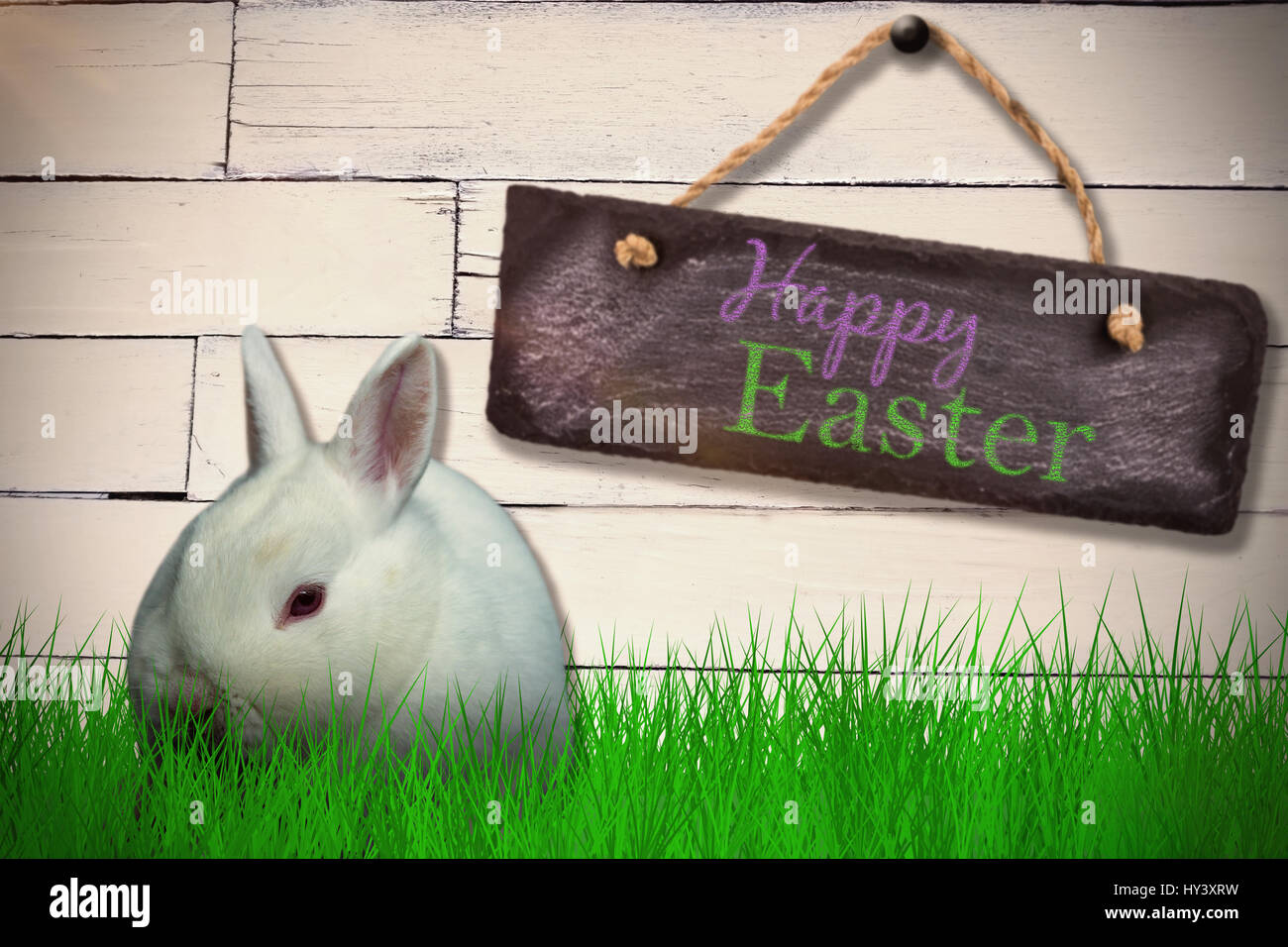Rabbit against white background against wood panelling Stock Photo - Alamy