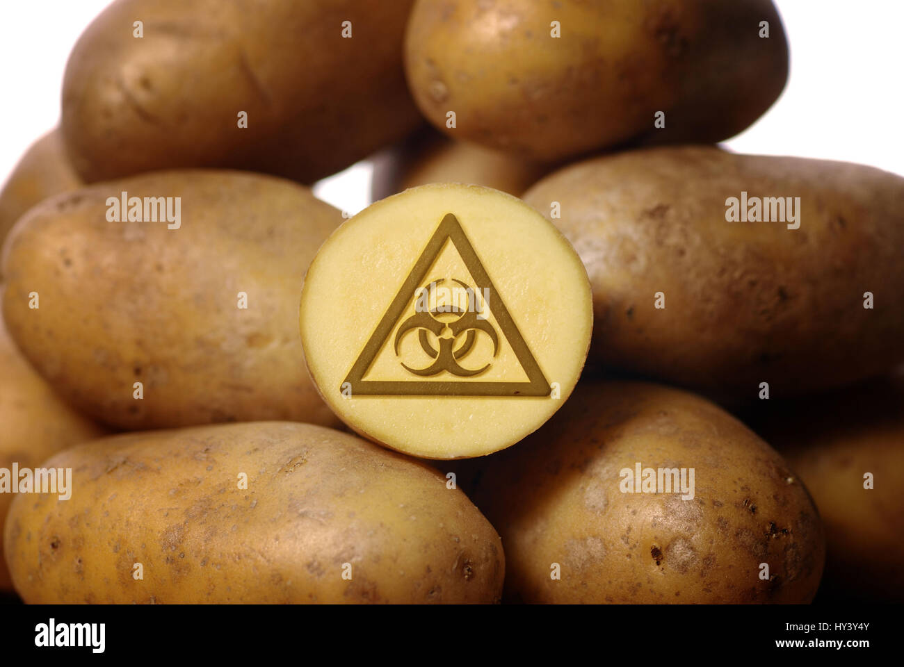 Genetic potato Amflora, symbolic photo, Genkartoffel Amflora ...