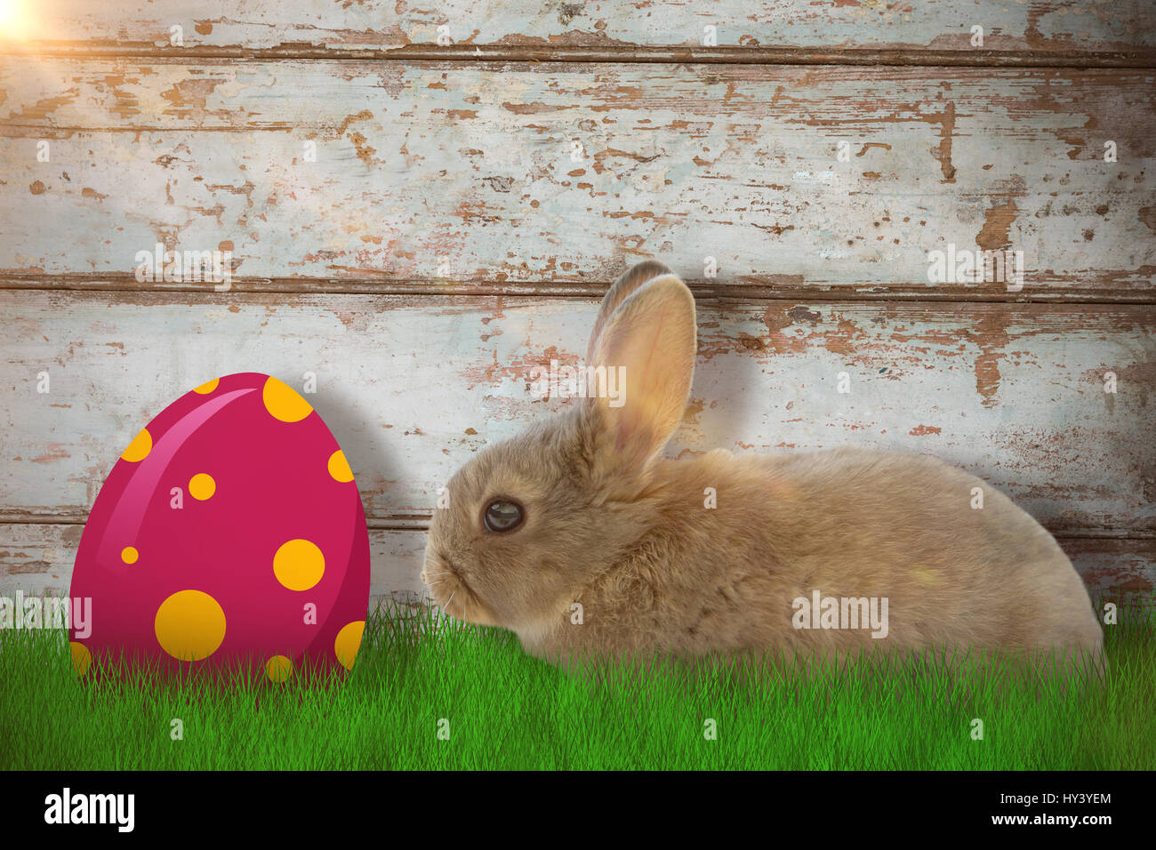 Side view of brown rabbit against wood background Stock Photo - Alamy