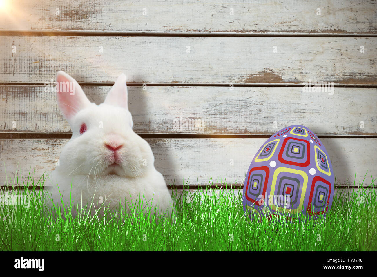 Close up portrait of rabbit against wood background Stock Photo - Alamy