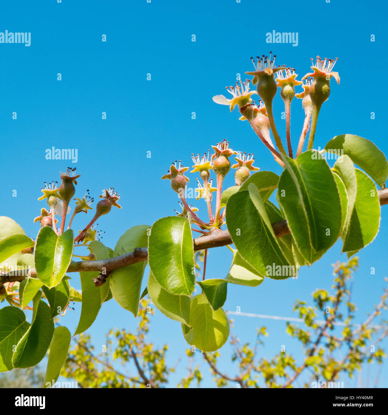 Branches of pear growing Stock Photo - Alamy