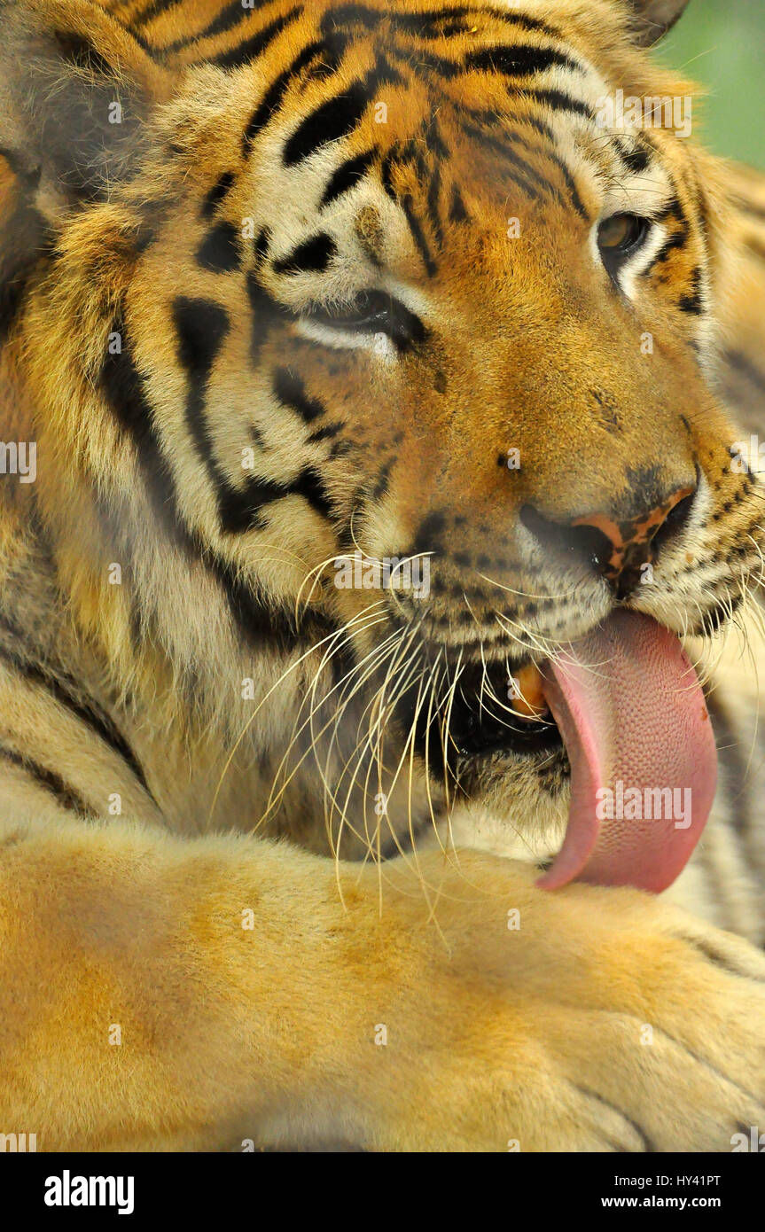 Tiger, the biggest cat on planet earth Stock Photo - Alamy