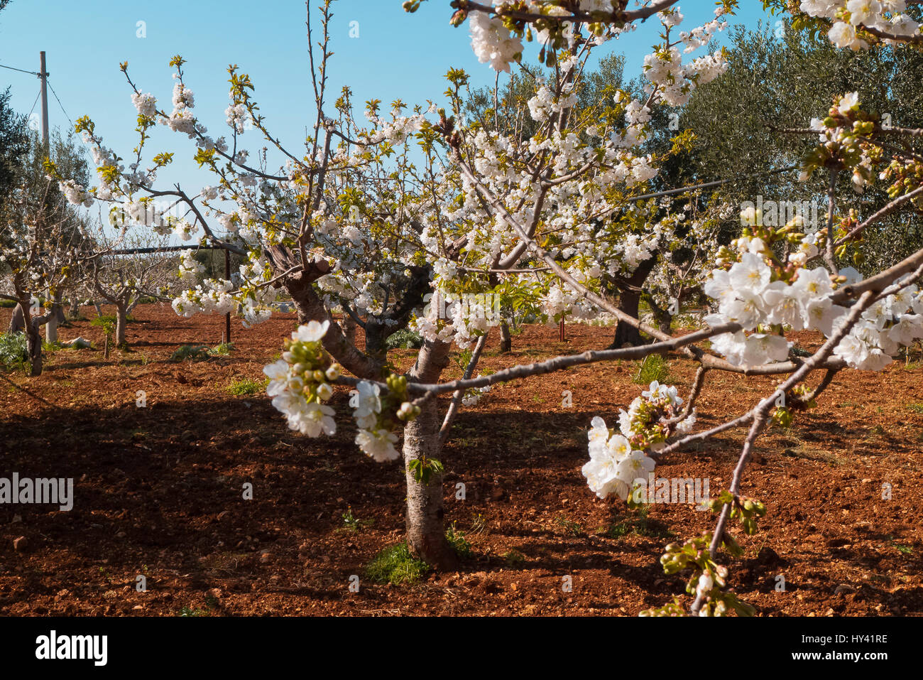 Cherry trees floweing in sunlight in the mediterranean climate Stock ...