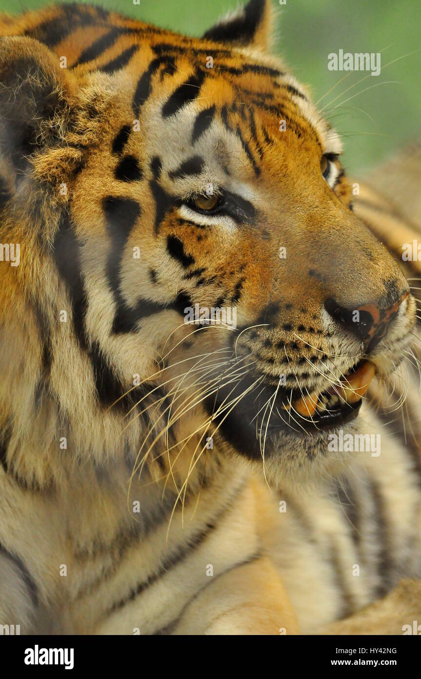 Tiger, the biggest cat on planet earth Stock Photo - Alamy