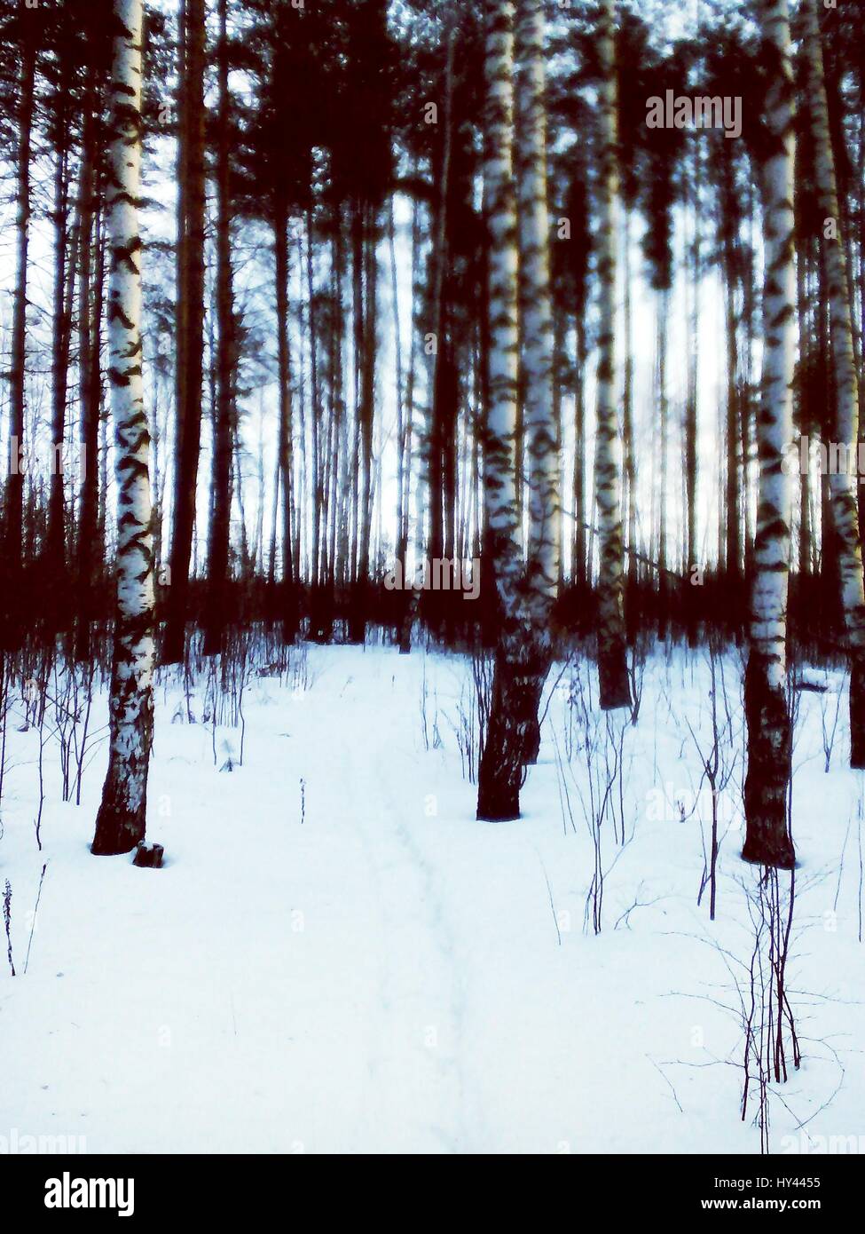 Trees In Forest During Winter Stock Photo - Alamy