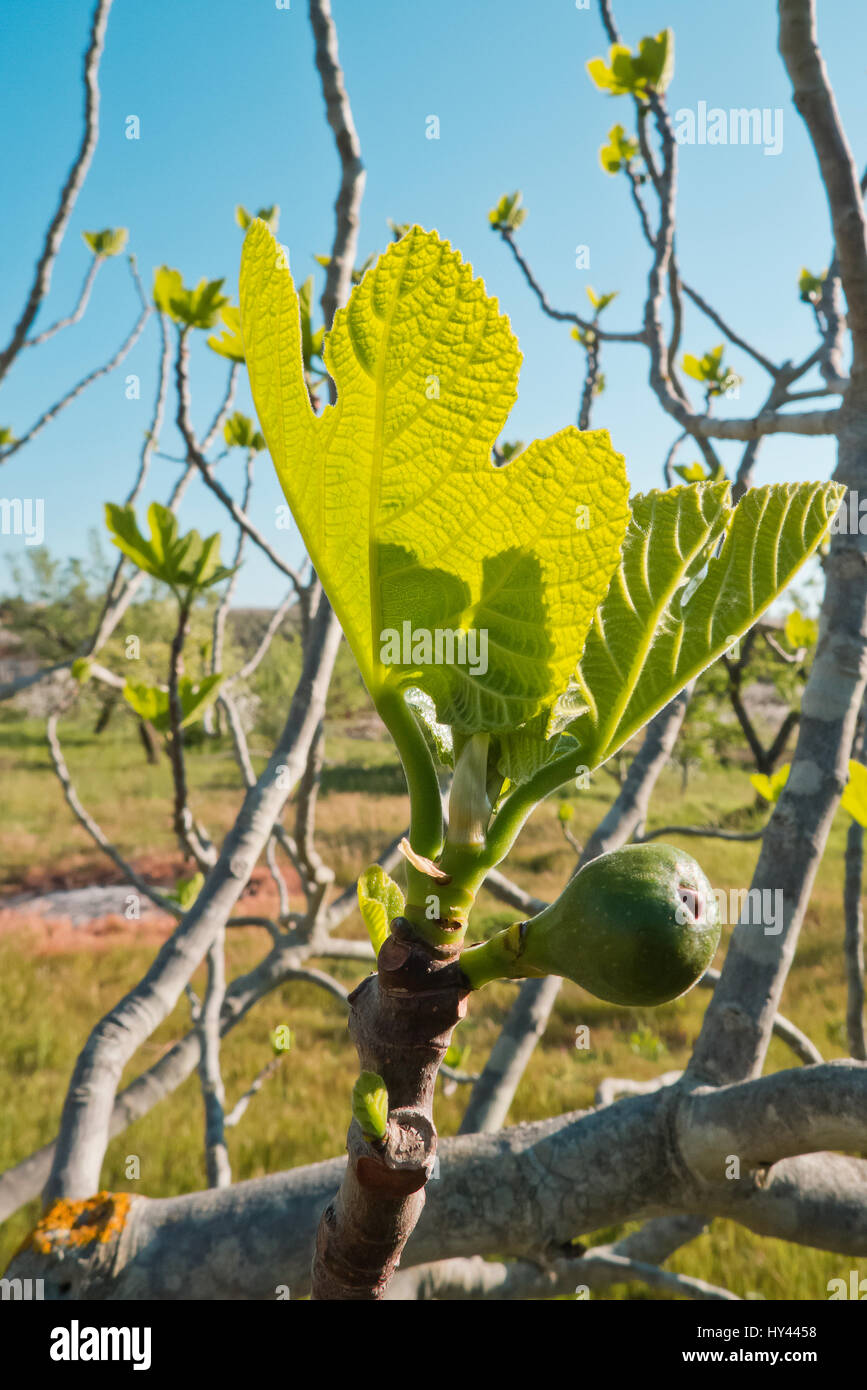 Fig tree fruit orchard hi-res stock photography and images - Alamy
