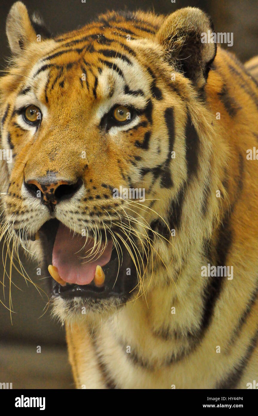 Tiger, the biggest cat on planet earth Stock Photo - Alamy