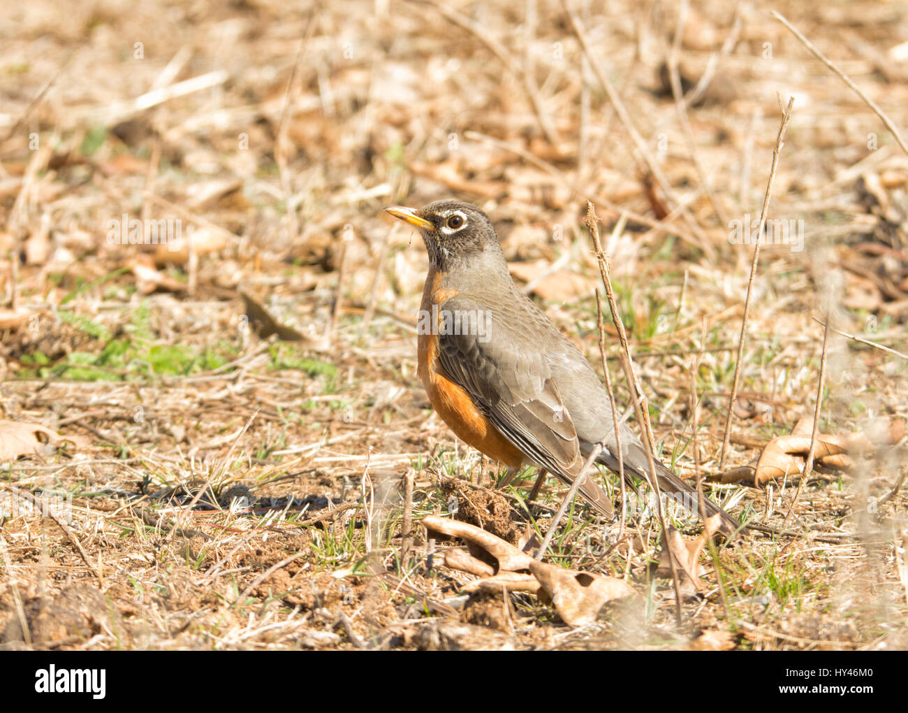 American Robin hiding in plain sight, sitting motionless, camouflaged ...