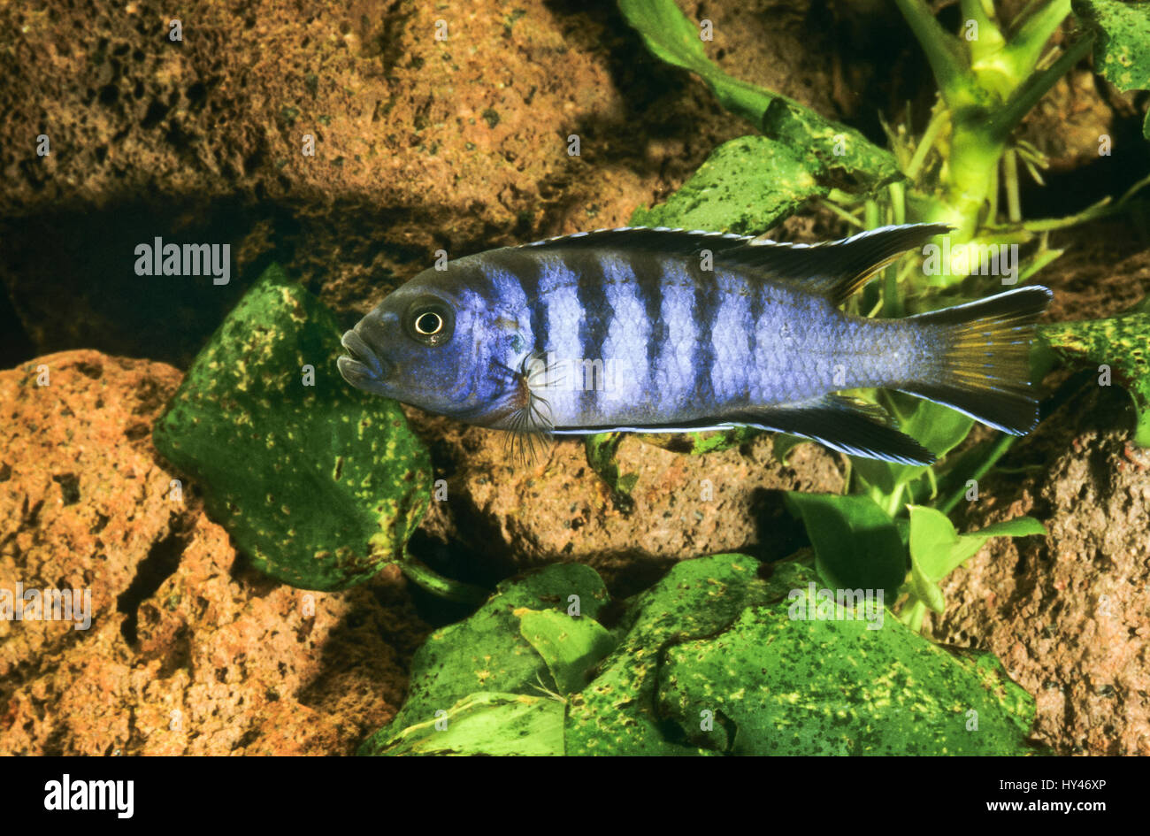 Pseudotropheus Elongatus Mpanga