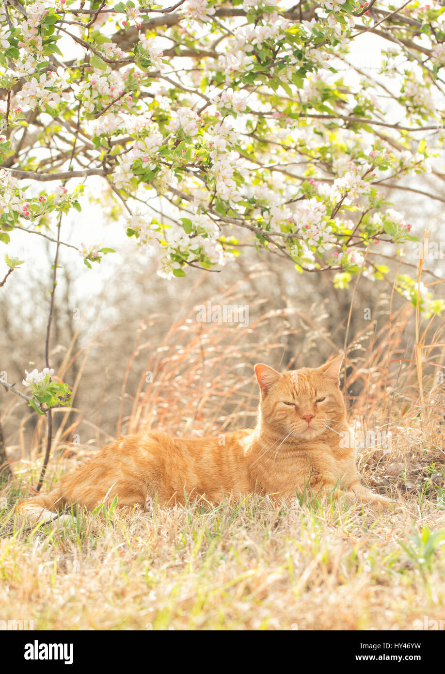 Cat in apple tree hi-res stock photography and images - Alamy