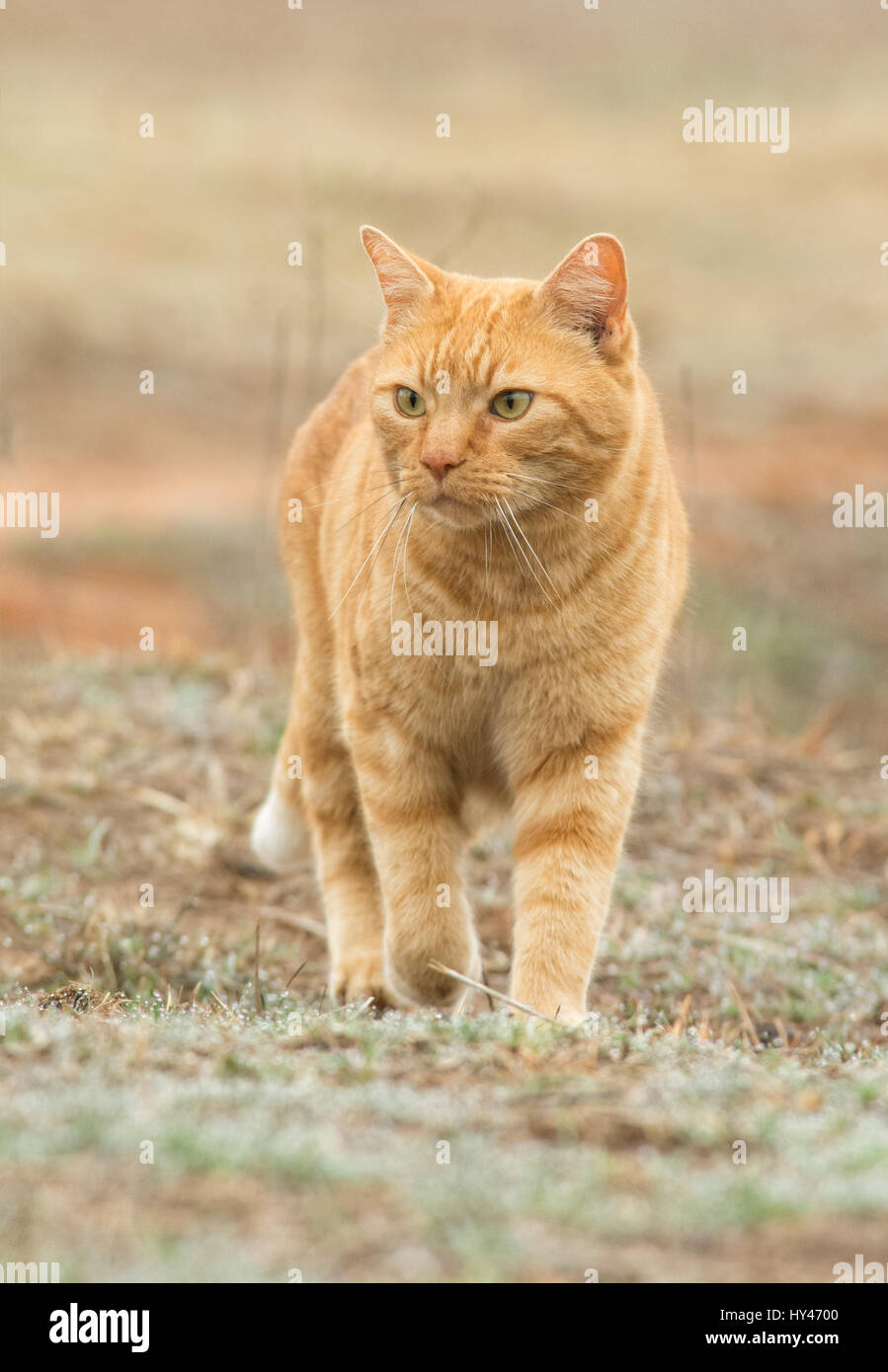 Tabby cat walking hi-res stock photography and images - Alamy
