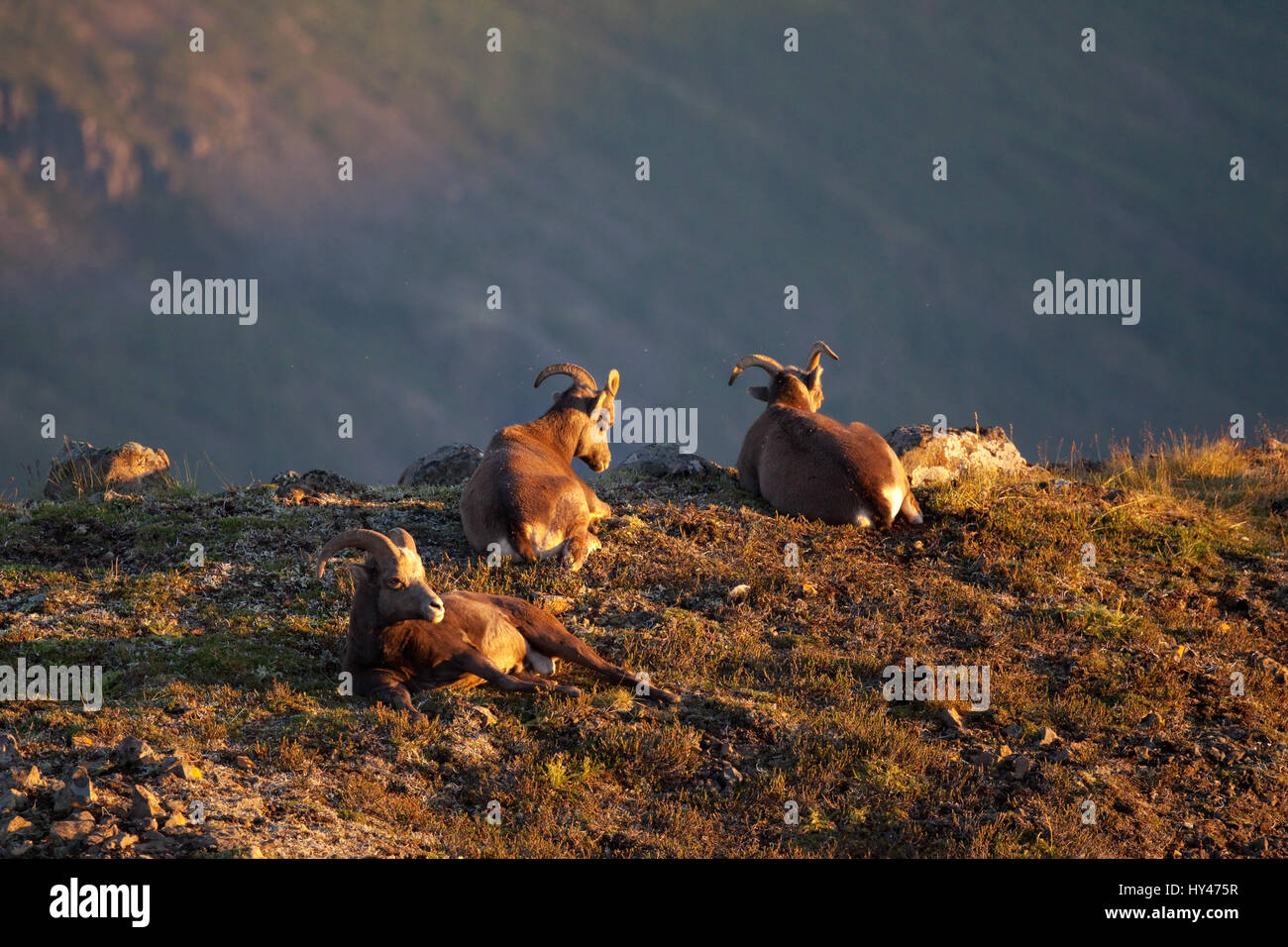 Putorana snow ram (Putorana big horn ram). Kutaramakan lake. Endemic ...