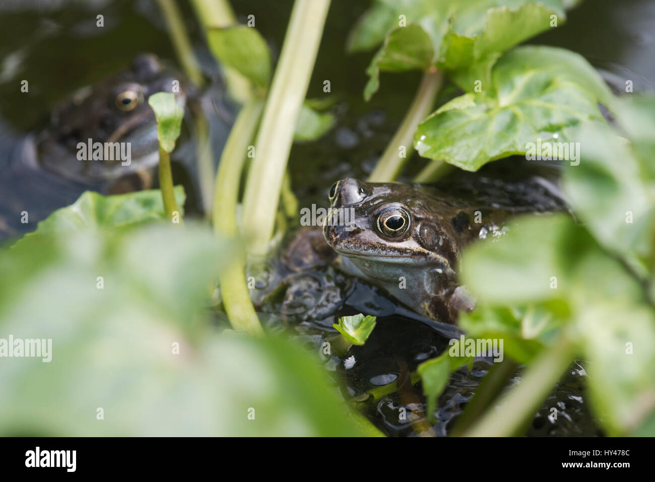 Rana temporaria. Common frogs and frogs spawn in a garden pond Stock ...