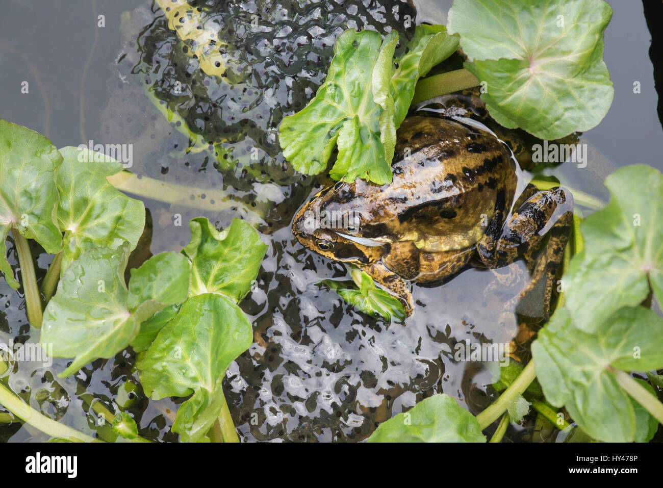 Rana temporaria. Common frogs and frogs spawn in a garden pond Stock ...