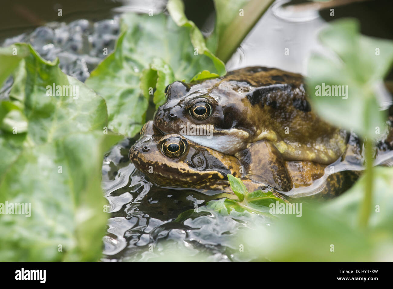 Rana temporaria. Common frogs and frogs spawn in a garden pond Stock ...