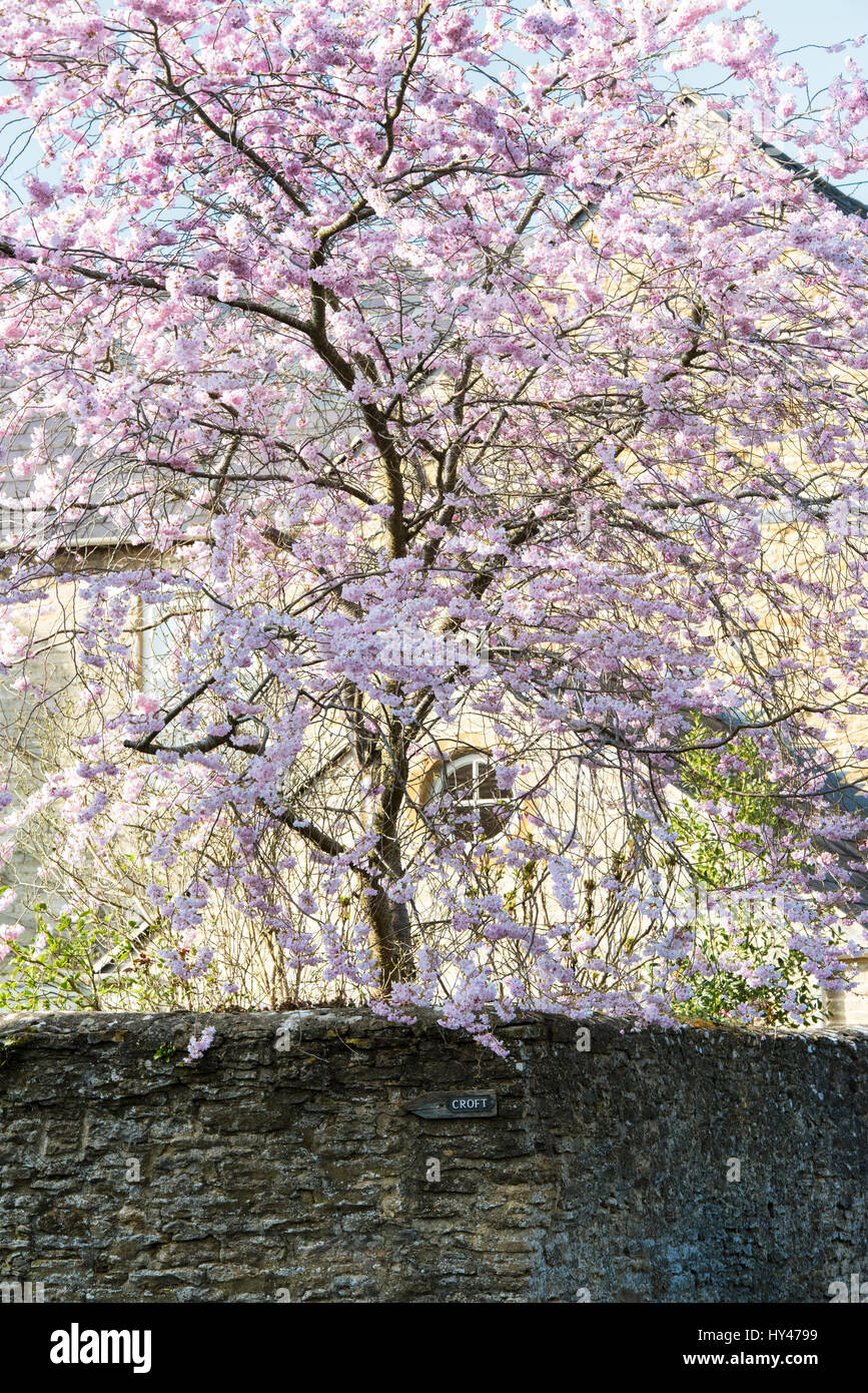 Prunus. Cherry tree blossom in the spring in the village of Charlton ...
