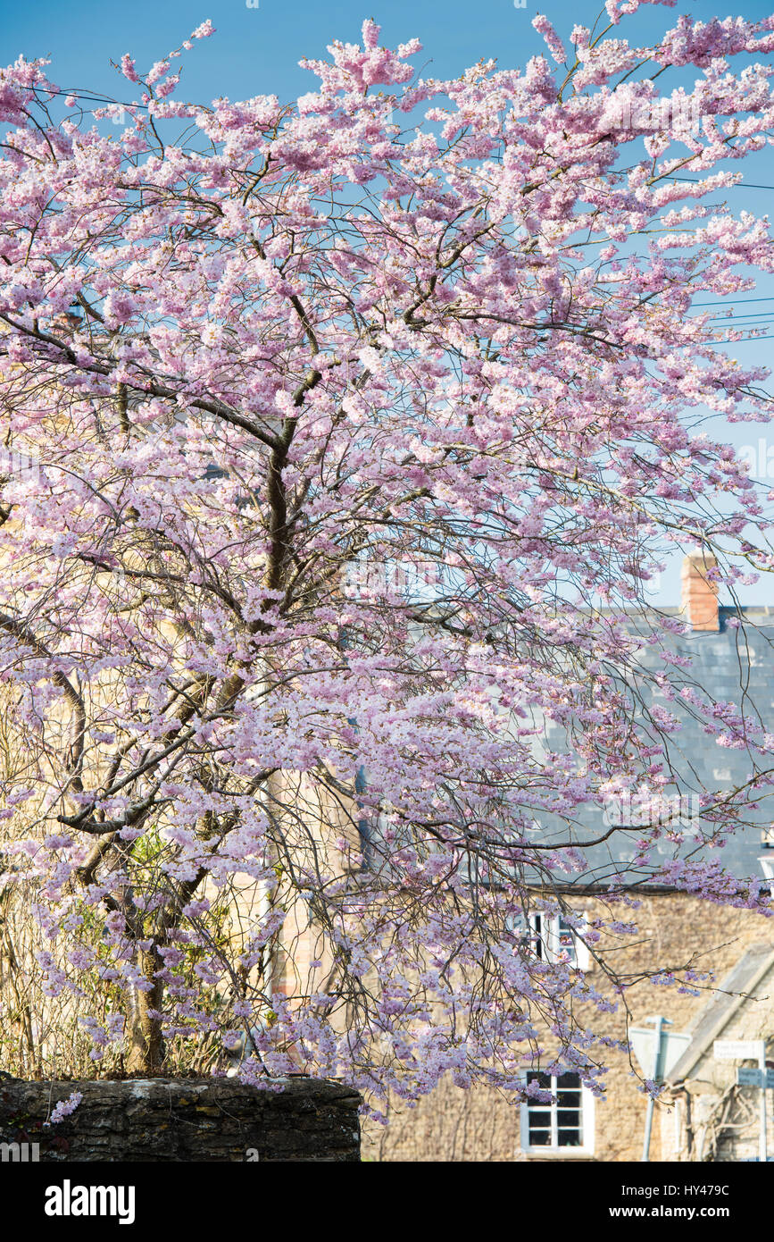Prunus. Cherry tree blossom in the spring in the village of Charlton ...