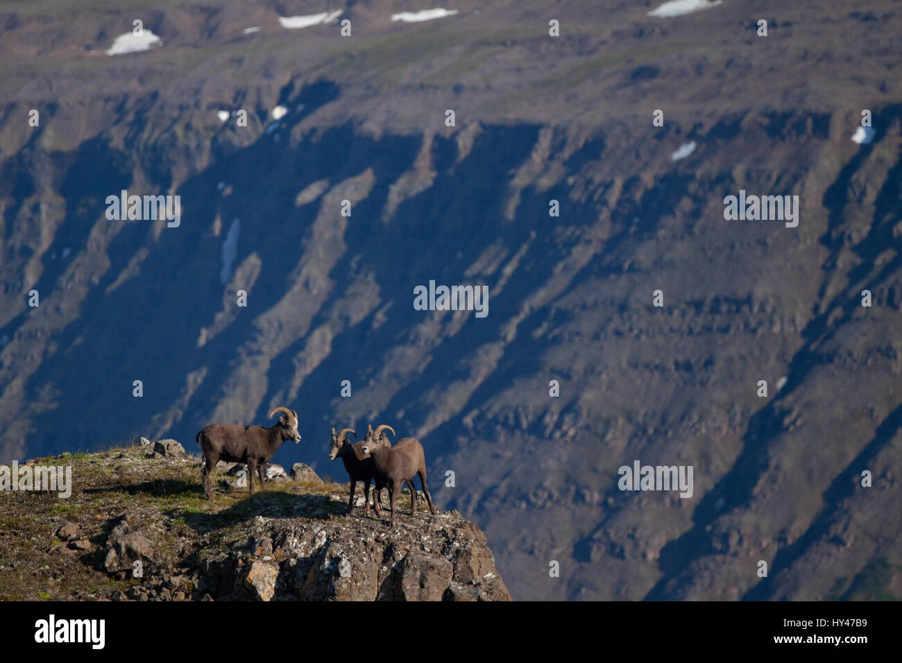 Putorana snow ram (Putorana big horn ram). Kutaramakan lake. Endemic ...