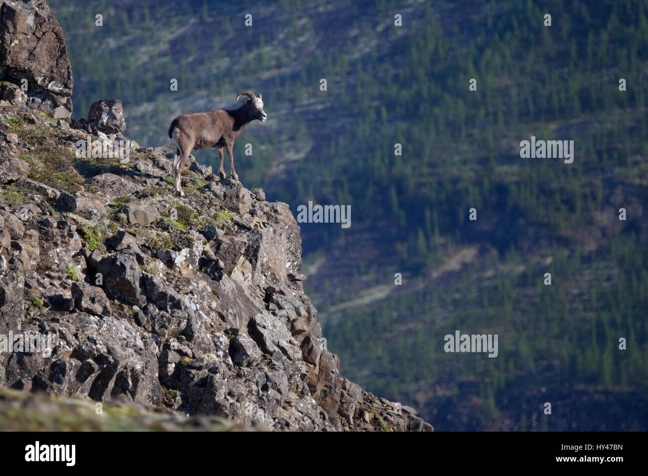 Putorana snow sheep hi-res stock photography and images - Alamy