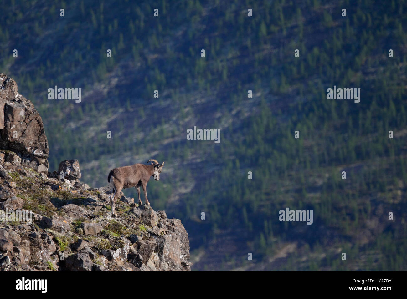 Putorana snow ram (Putorana big horn ram). Kutaramakan lake. Endemic ...