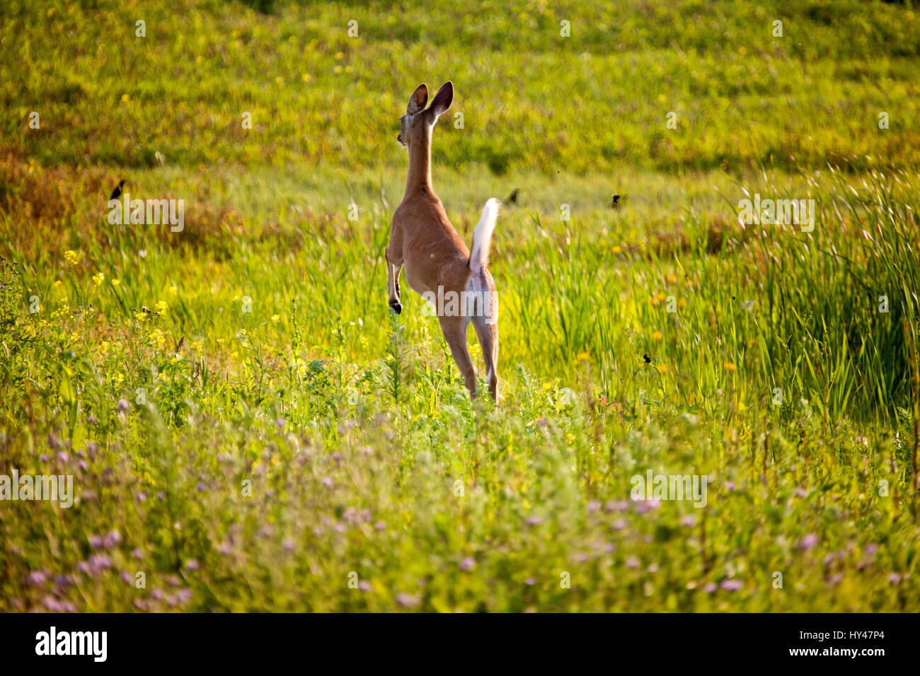 Deer jumping in Field crop in Saskatchewan Canada Stock Photo - Alamy