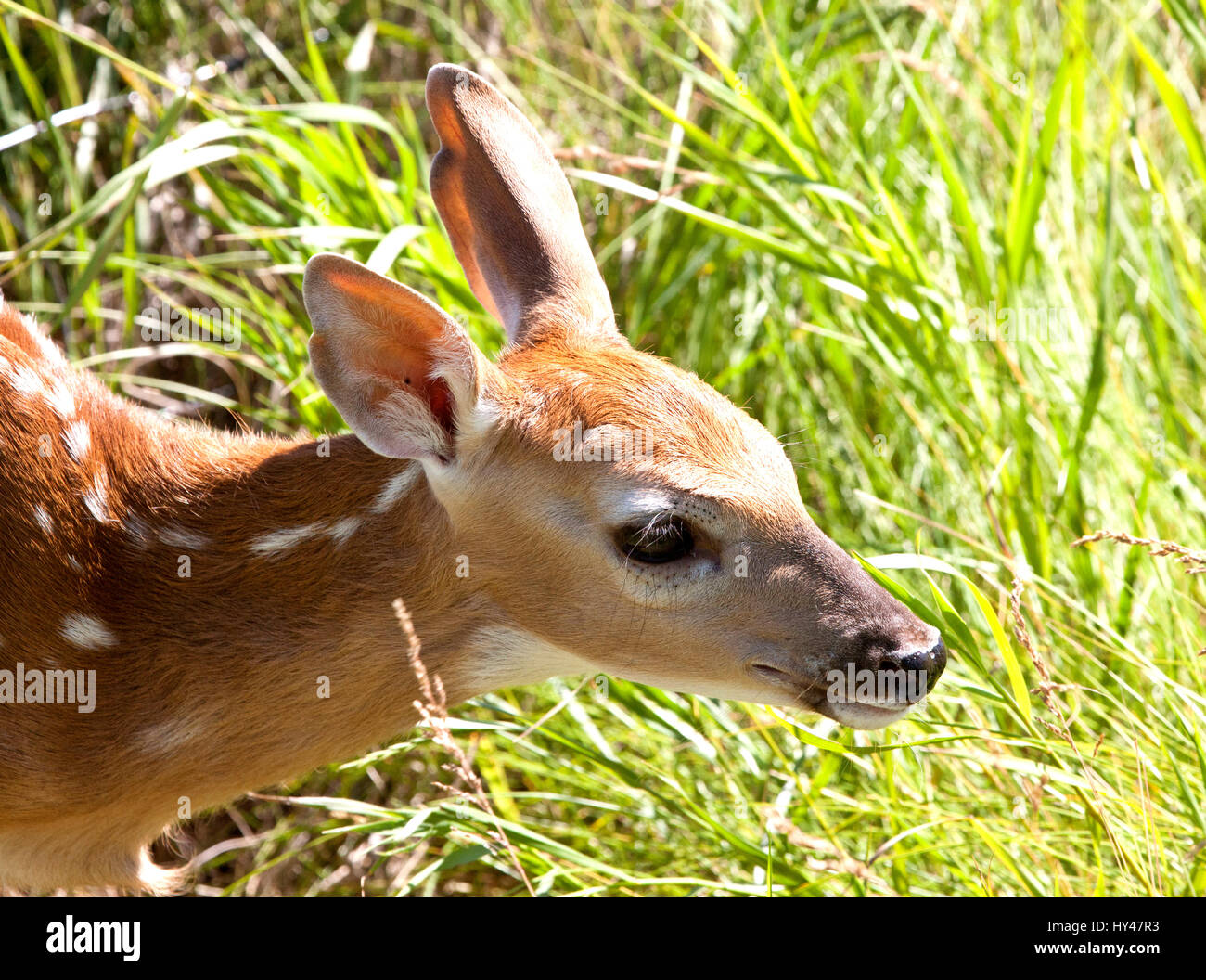 Baby Deer Doe spotted big eyes close up Stock Photo - Alamy