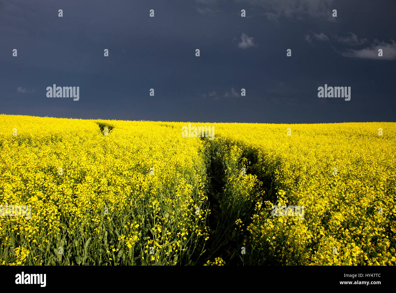 Storm Clouds Saskatchewan Prairie scene Canada Farm Stock Photo - Alamy