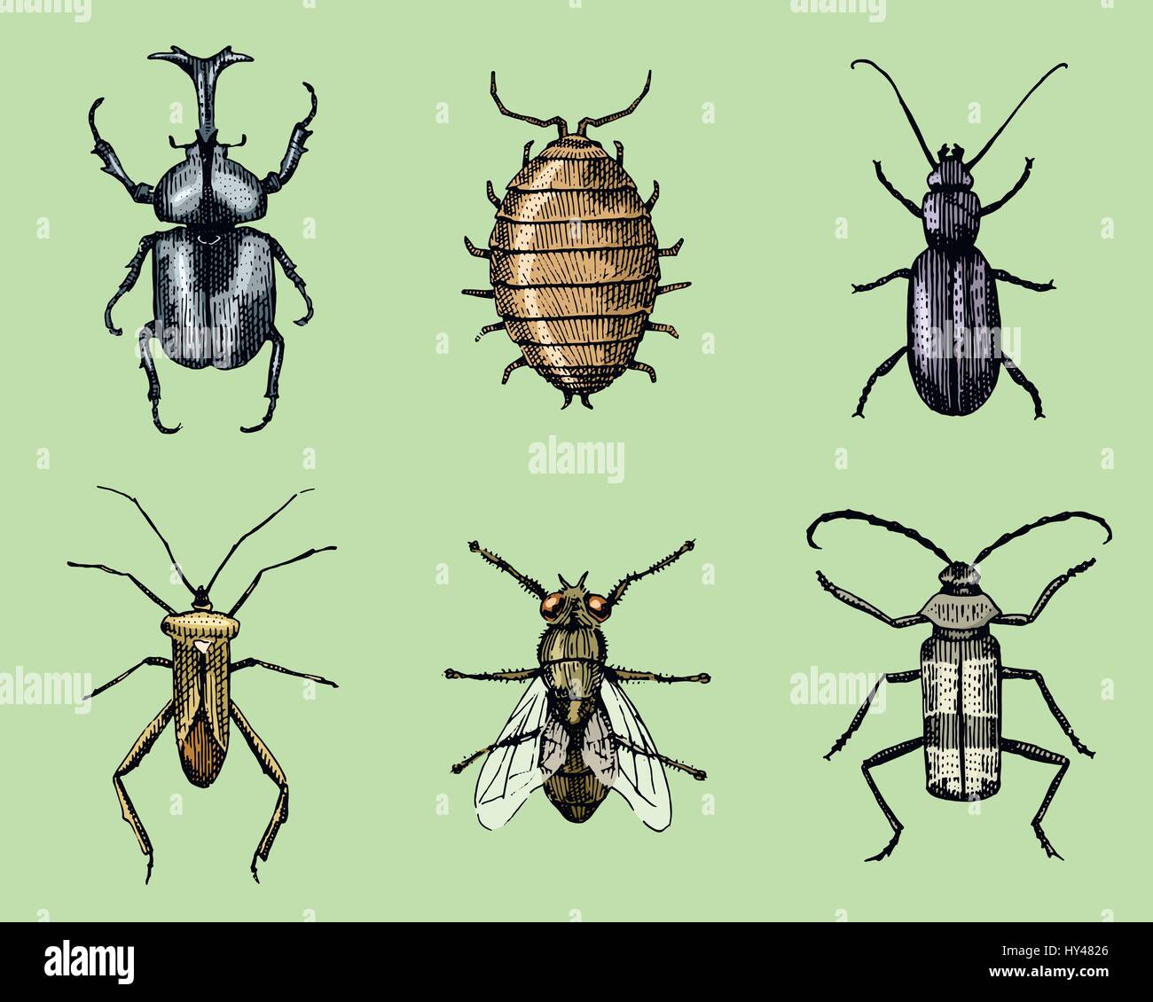 big set of insects bugs beetles and bees, fleas many species in vintage ...