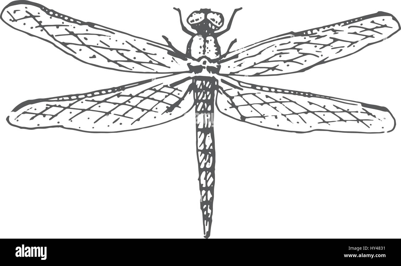 beetle, insect species isolated engraved, hand drawn animal in vintage ...