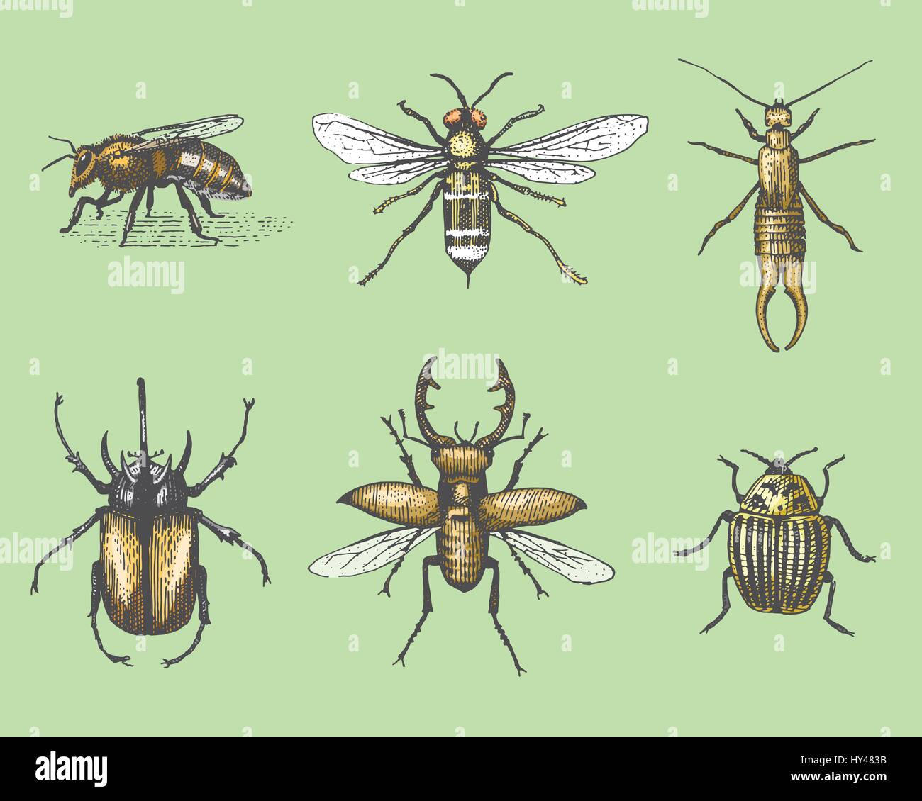 big set of insects bugs beetles and bees, fleas many species in vintage ...