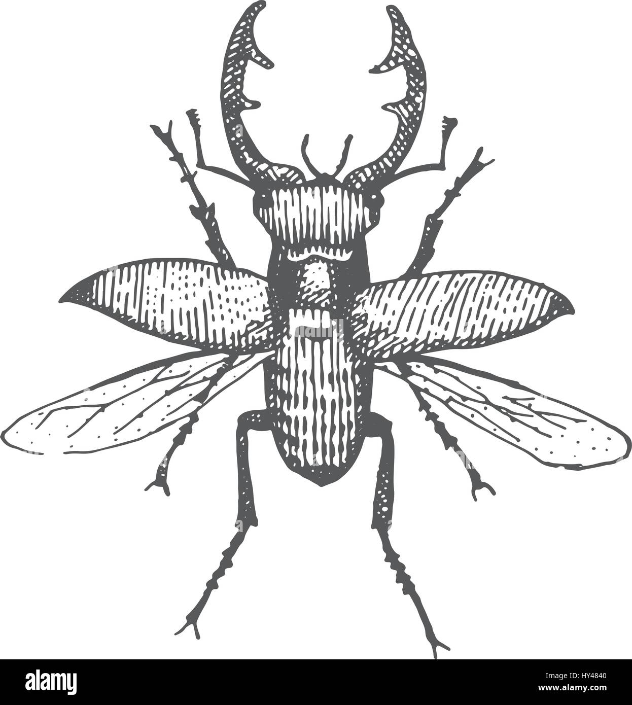 beetle, insect species isolated engraved, hand drawn animal in vintage ...