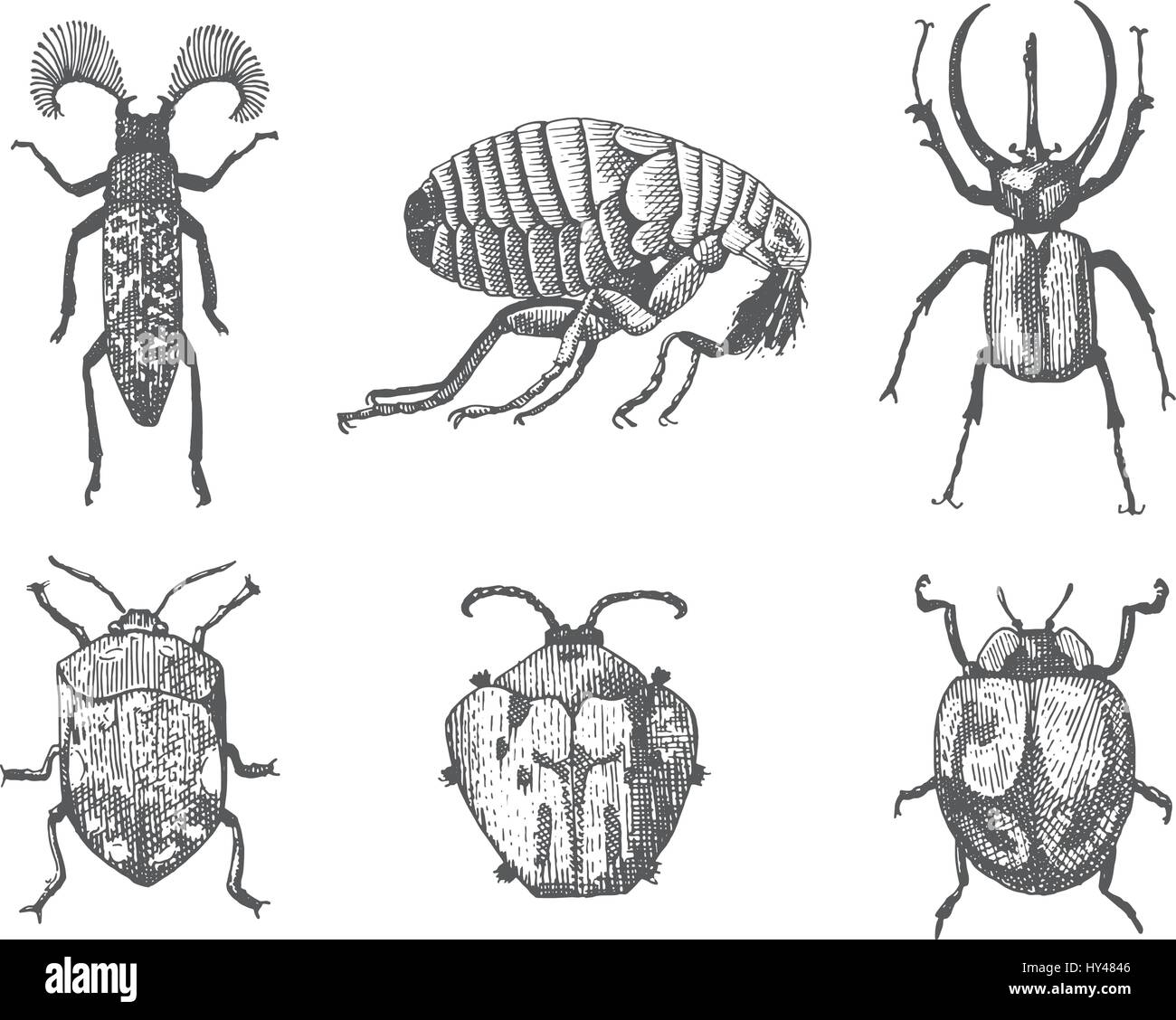 big set of insects bugs beetles and bees, fleas many species in vintage ...