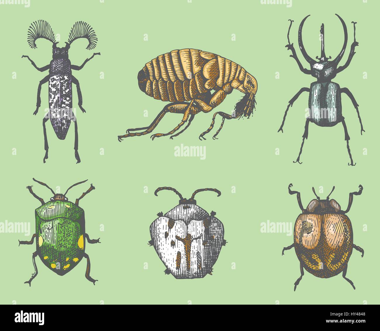 big set of insects bugs beetles and bees, fleas many species in vintage ...