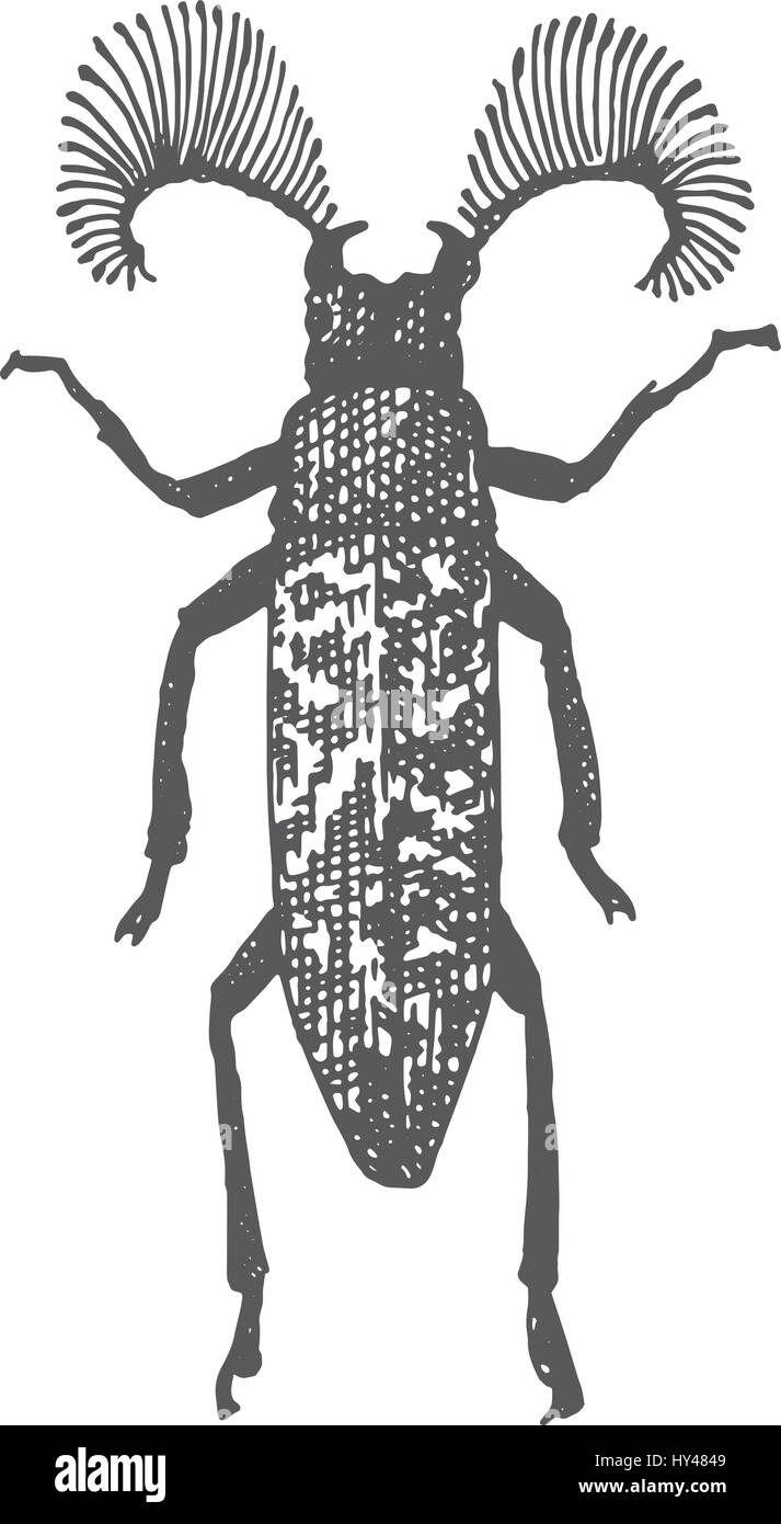 beetle, insect species isolated engraved, hand drawn animal in vintage ...