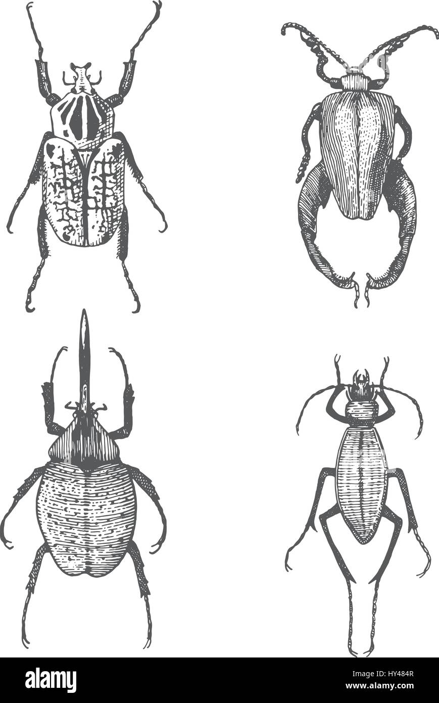 big set of insects bugs beetles and bees, fleas many species in vintage ...