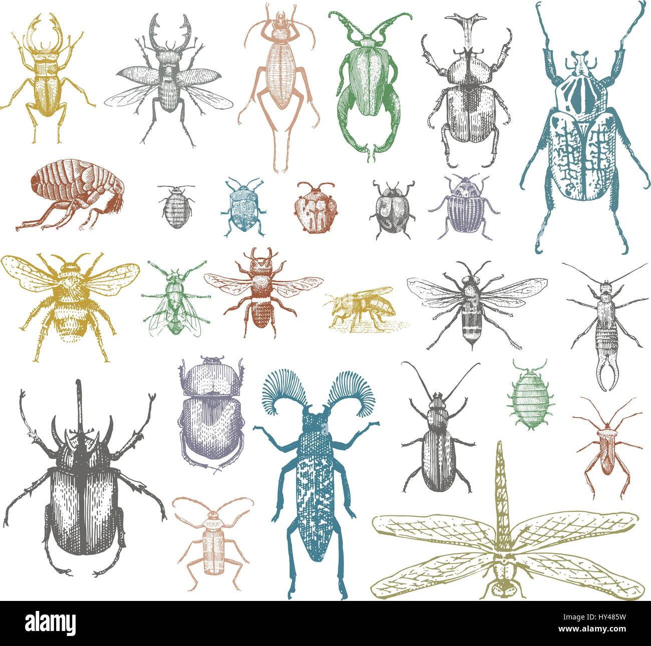 big set of insects bugs beetles and bees, fleas many species in vintage ...