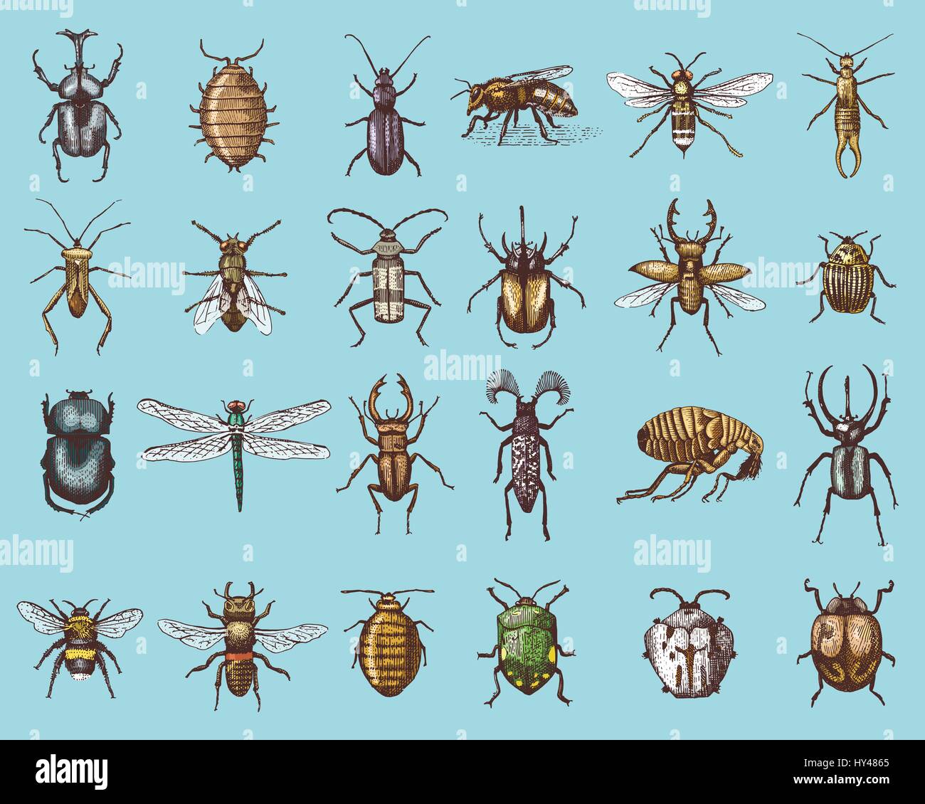 big set of insects bugs beetles and bees, fleas many species in vintage ...