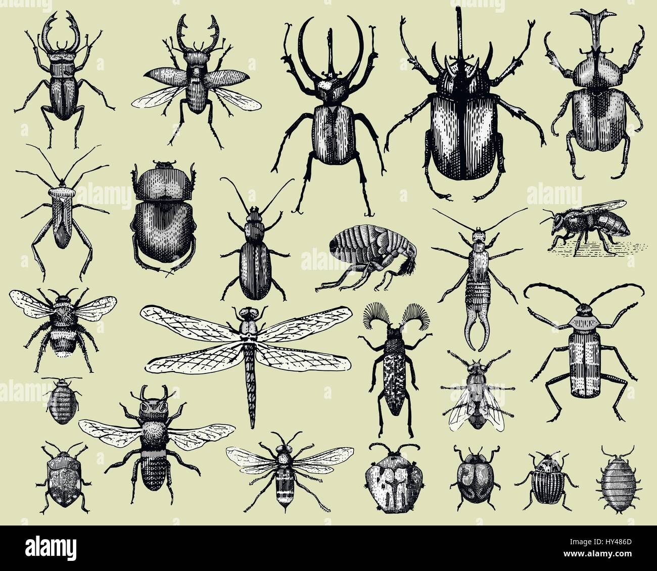 big set of insects bugs beetles and bees, fleas many species in vintage ...