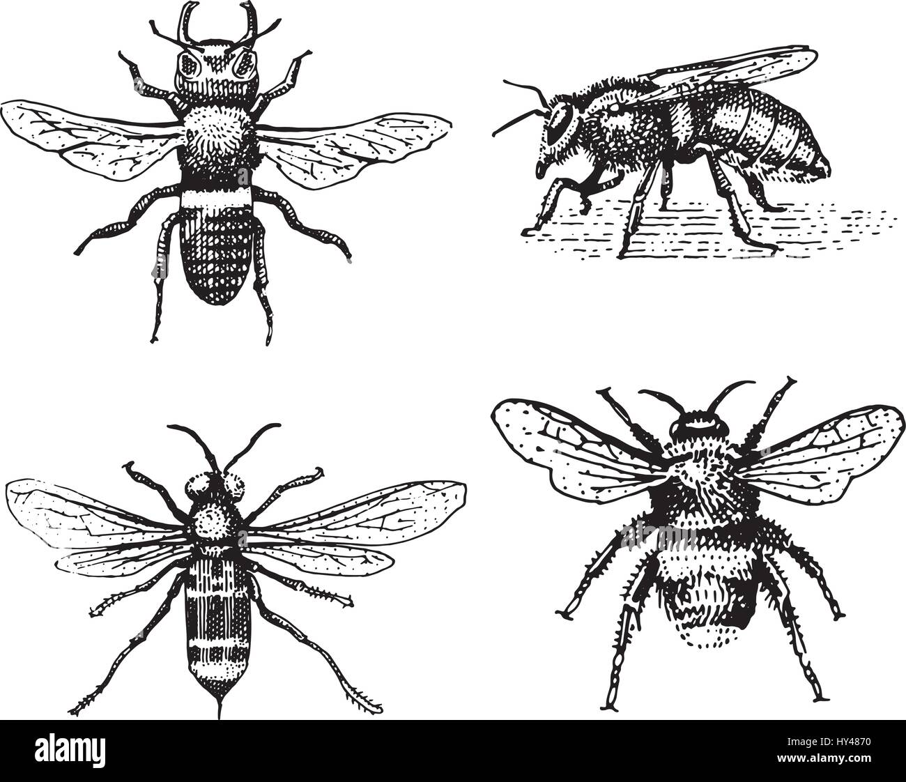 Scratchboard Hi Res Stock Photography And Images Alamy