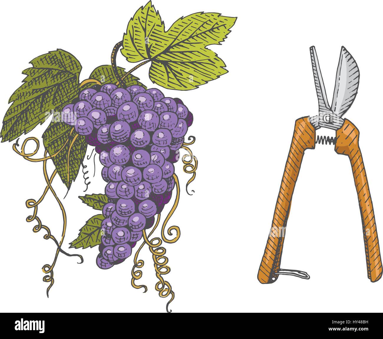 grapes and scissors for Wine , cutter, hand drawn engraved old looking ...