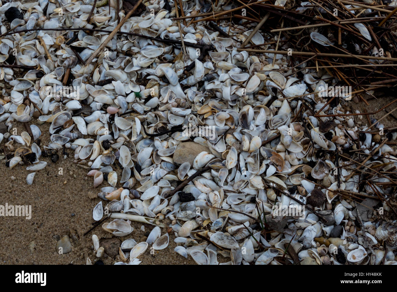 Shells on lake michigan beach hi-res stock photography and images - Alamy