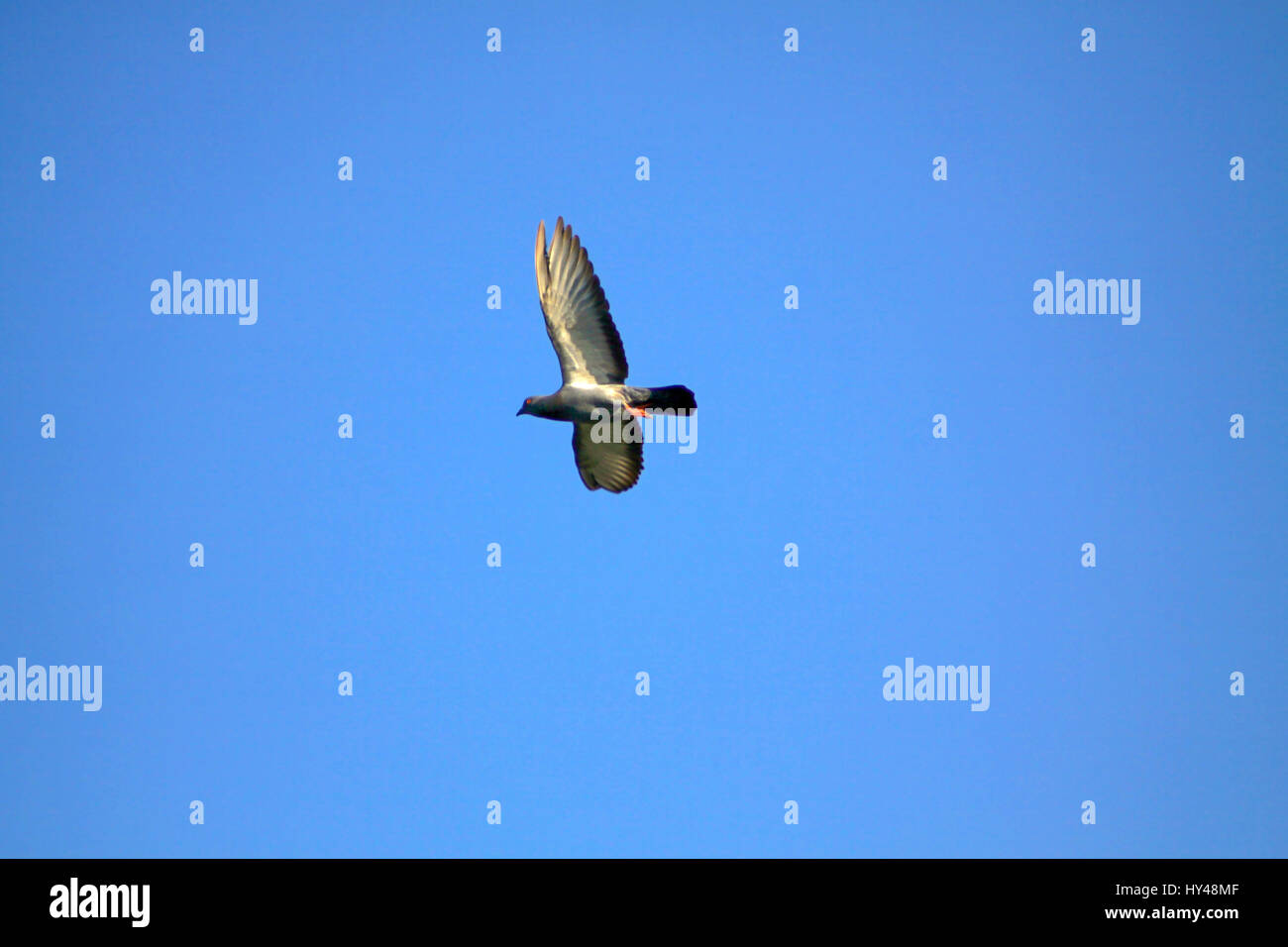 White dove wings outstretched flying hi-res stock photography and ...