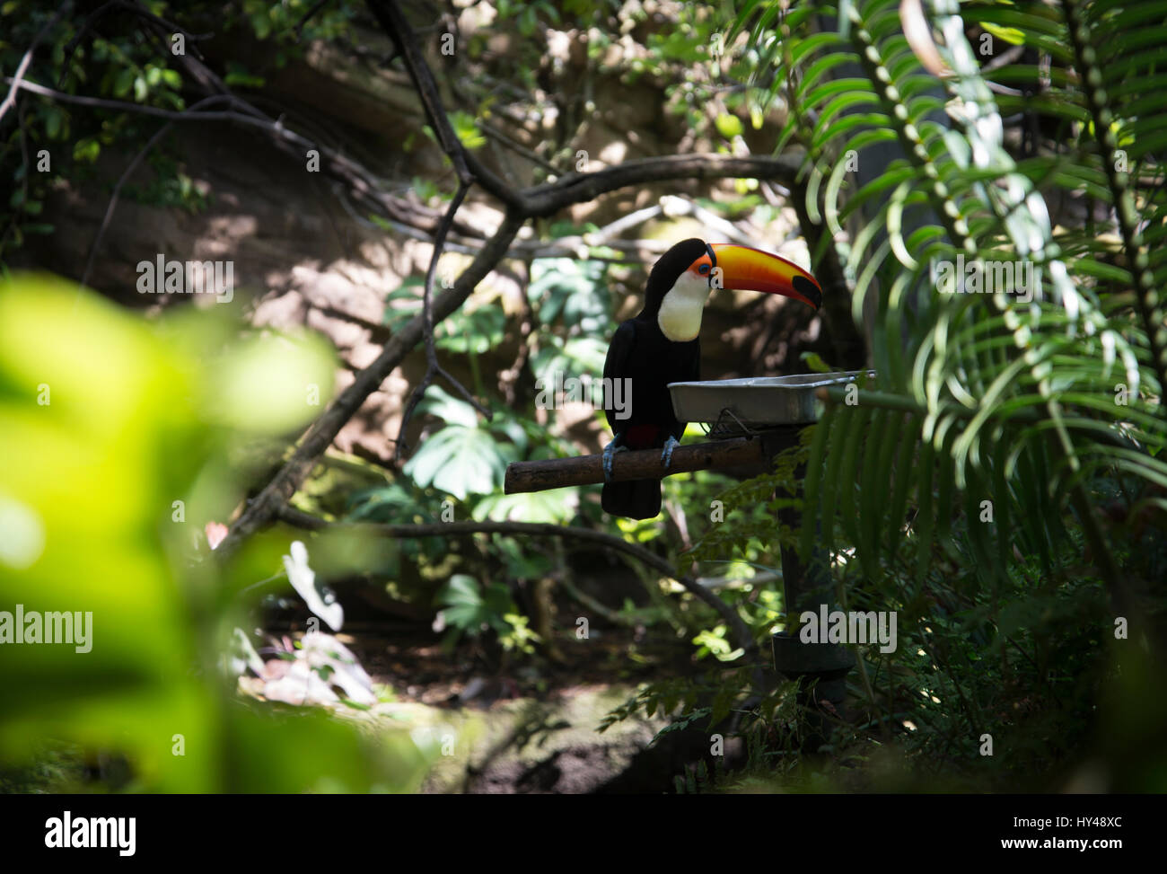 Toucan Amazon High Resolution Stock Photography and Images - Alamy