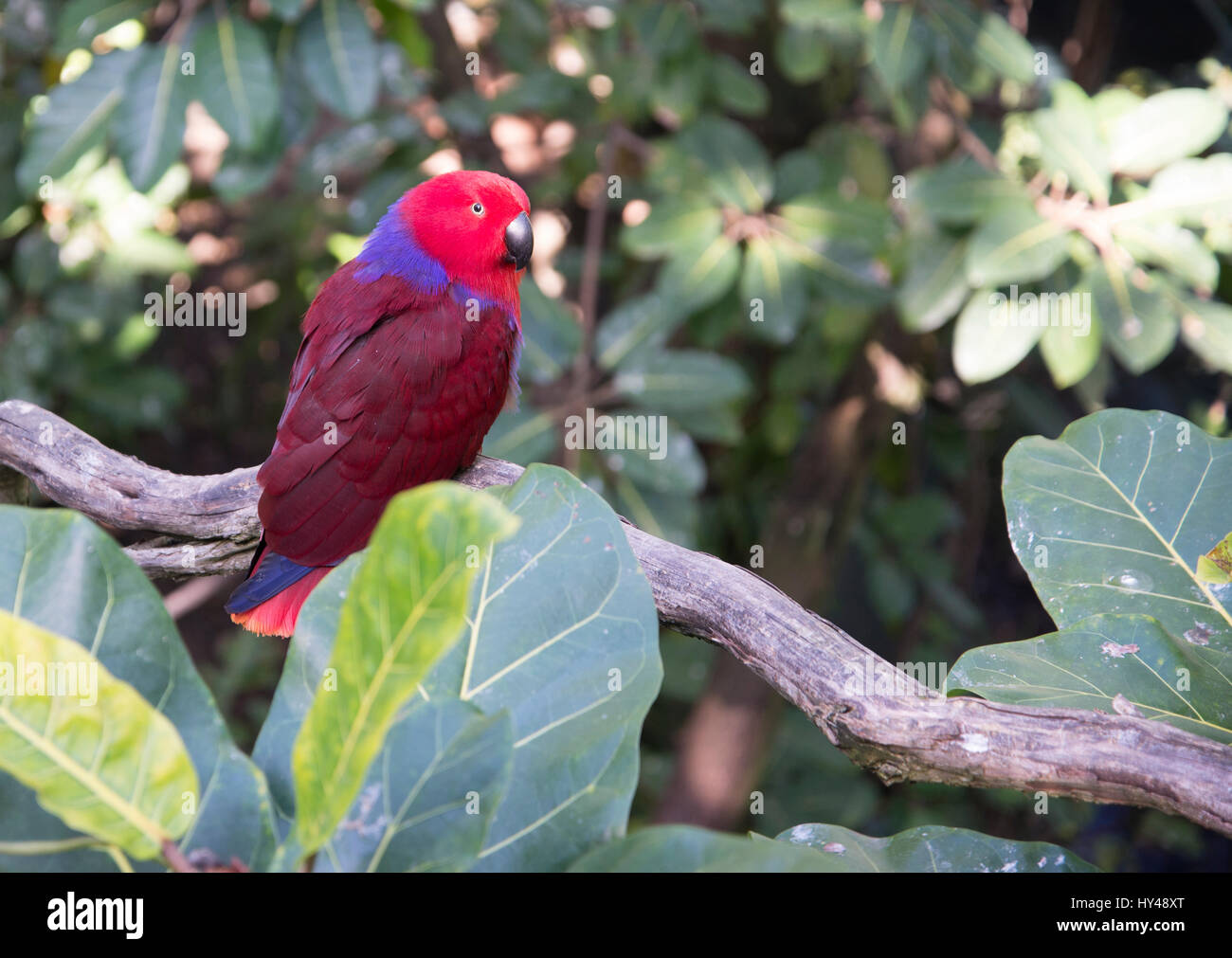 Bird exotic beak avian hi-res stock photography and images - Alamy