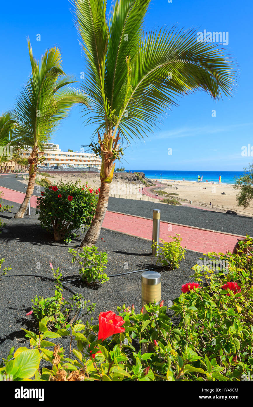 Palm trees on Morro Jable coastal promenade and beach view ...