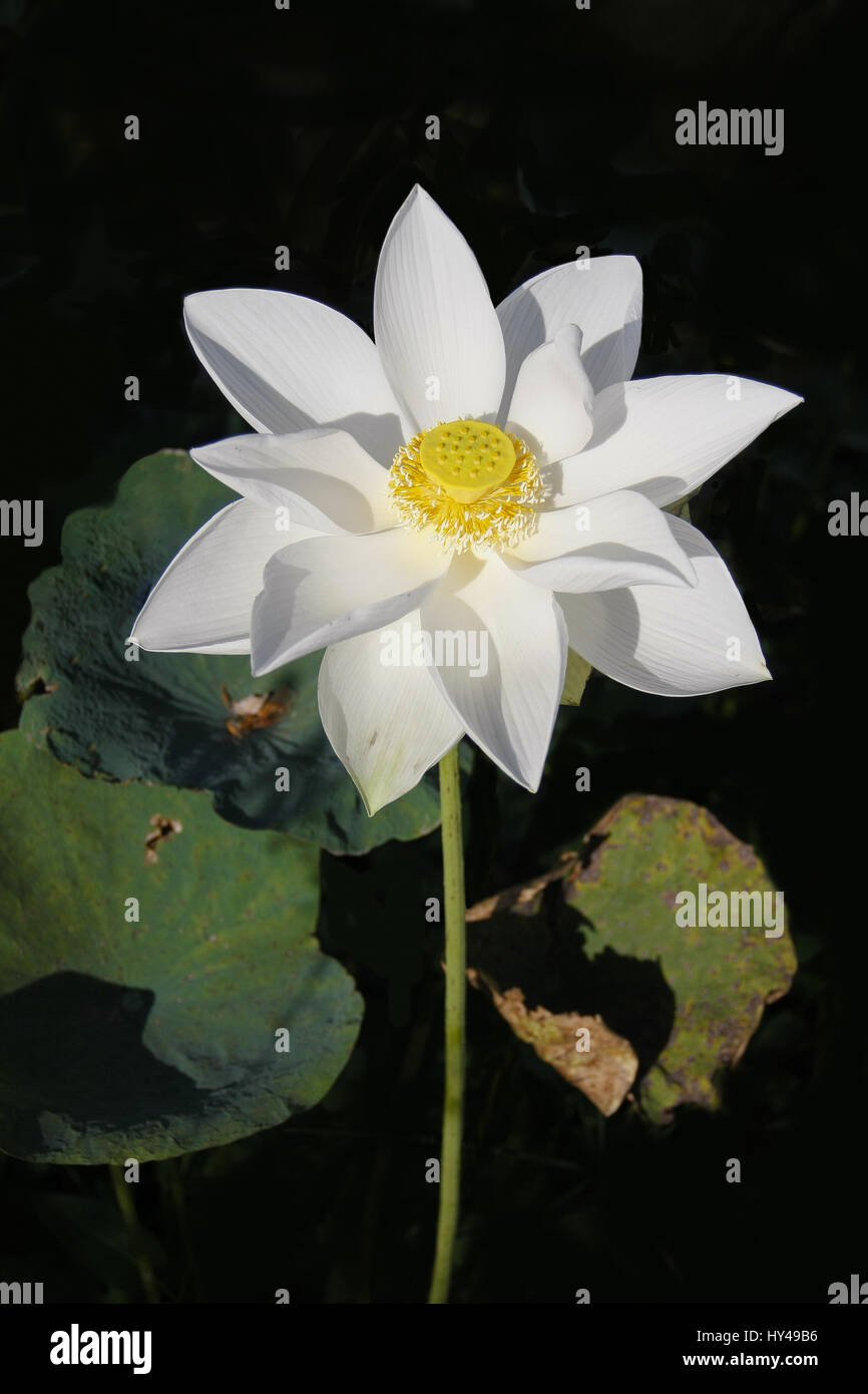 white nelumbo lotus flower holding up with pollen and seed on ...