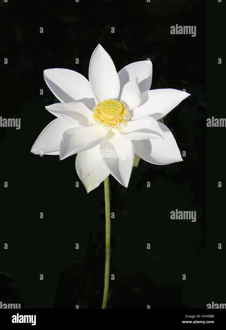 white nelumbo lotus flower holding up with pollen and seed on ...
