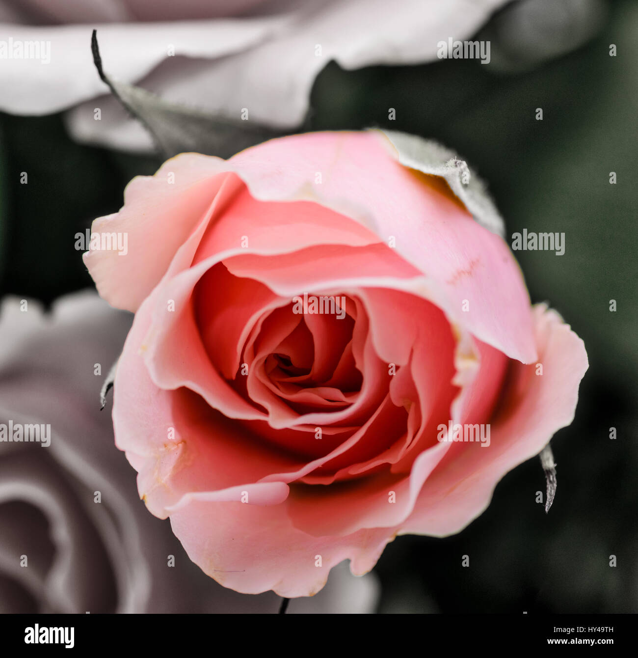 Macro pink rose with black and white background Stock Photo - Alamy