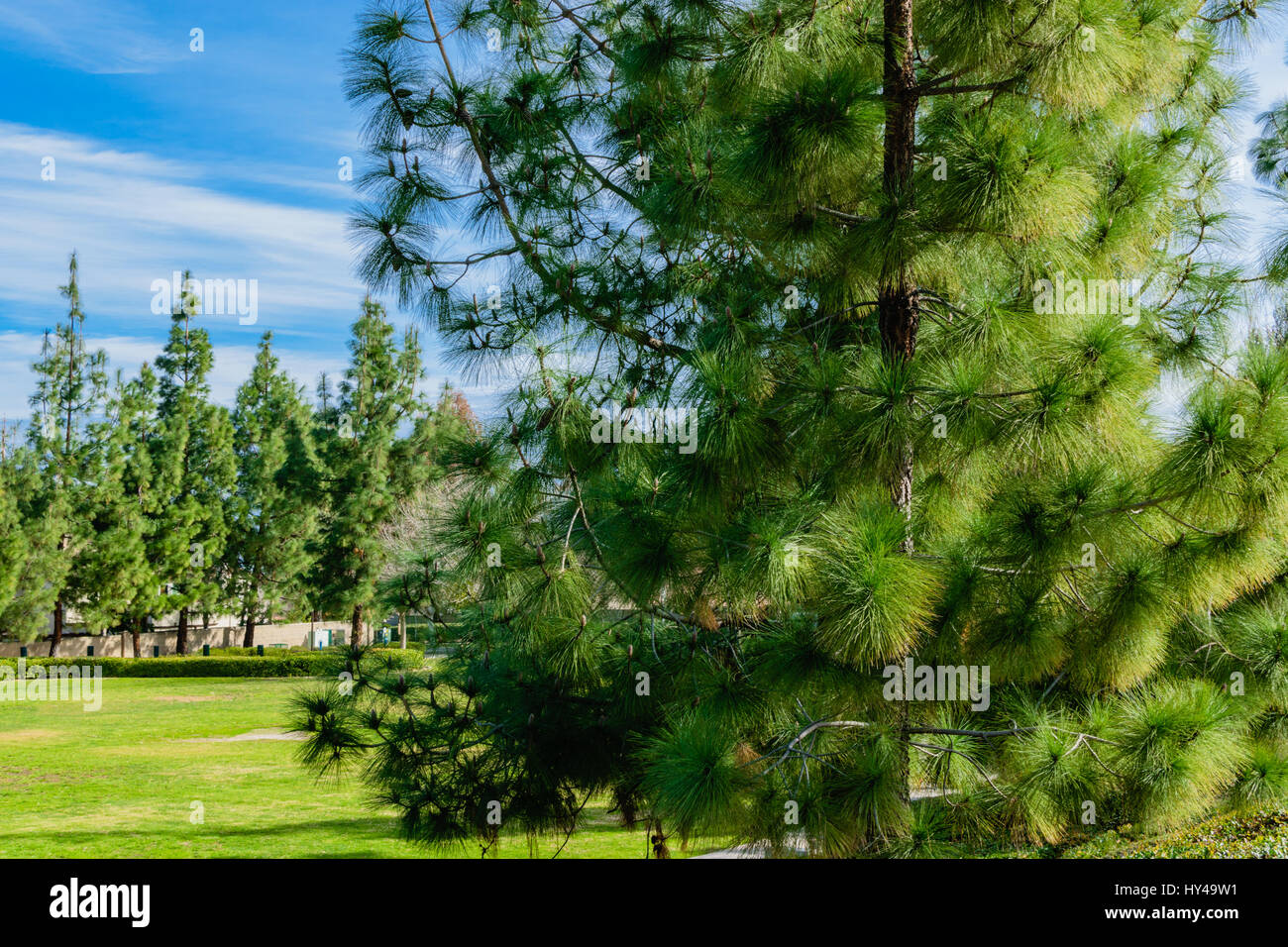 Open field surrounded by trees hi-res stock photography and images - Alamy