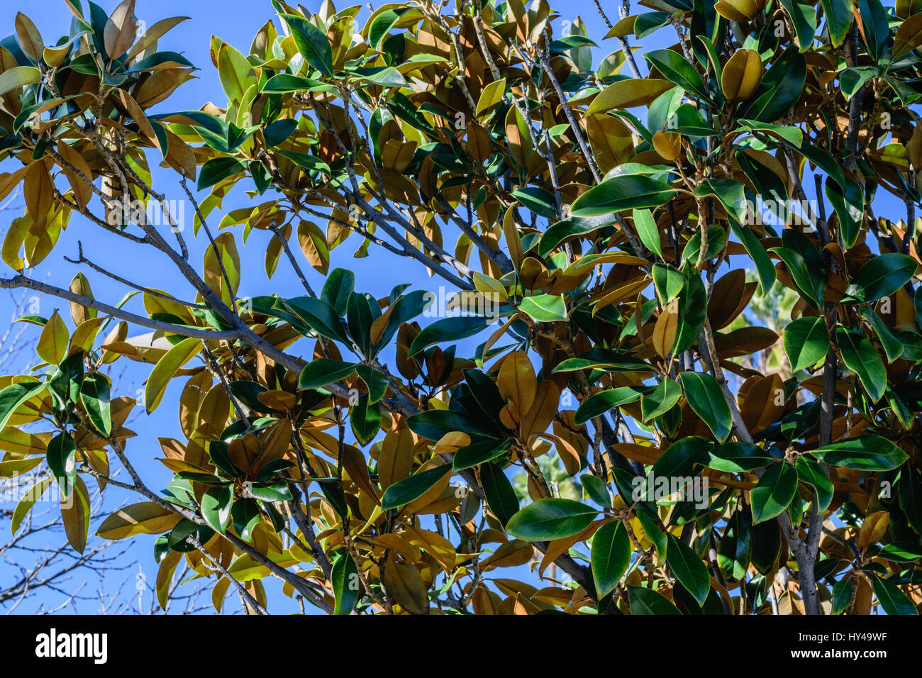Magnolia leaves grow in bright sunshine Stock Photo - Alamy